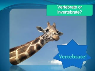 Pecha Kucha-Animals | PPTX