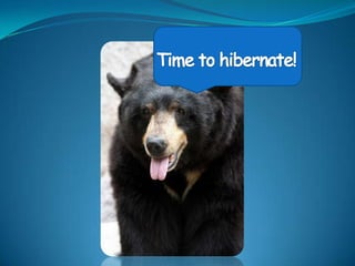 Pecha Kucha-Animals | PPTX