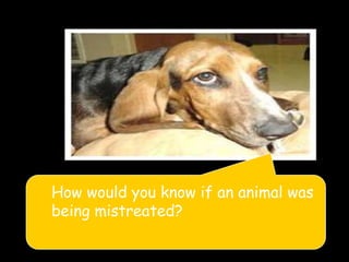 Treat Animals Well | PPT