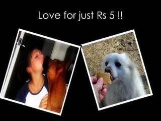 Treat Animals Well | PPTX | Dogs | Pets