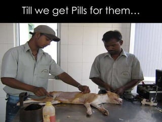 Treat Animals Well | PPT