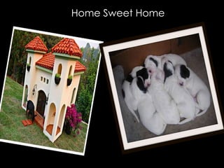 Treat Animals Well | PPTX | Dogs | Pets