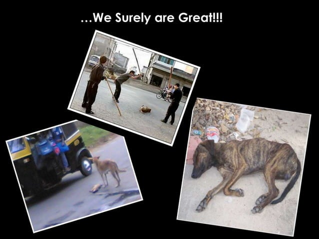 Treat Animals Well | PPTX | Dogs | Pets