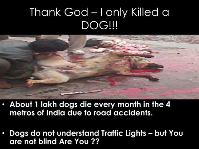 Treat Animals Well | PPTX | Dogs | Pets