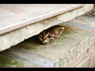 Pechu Kacha Presentation | PPT