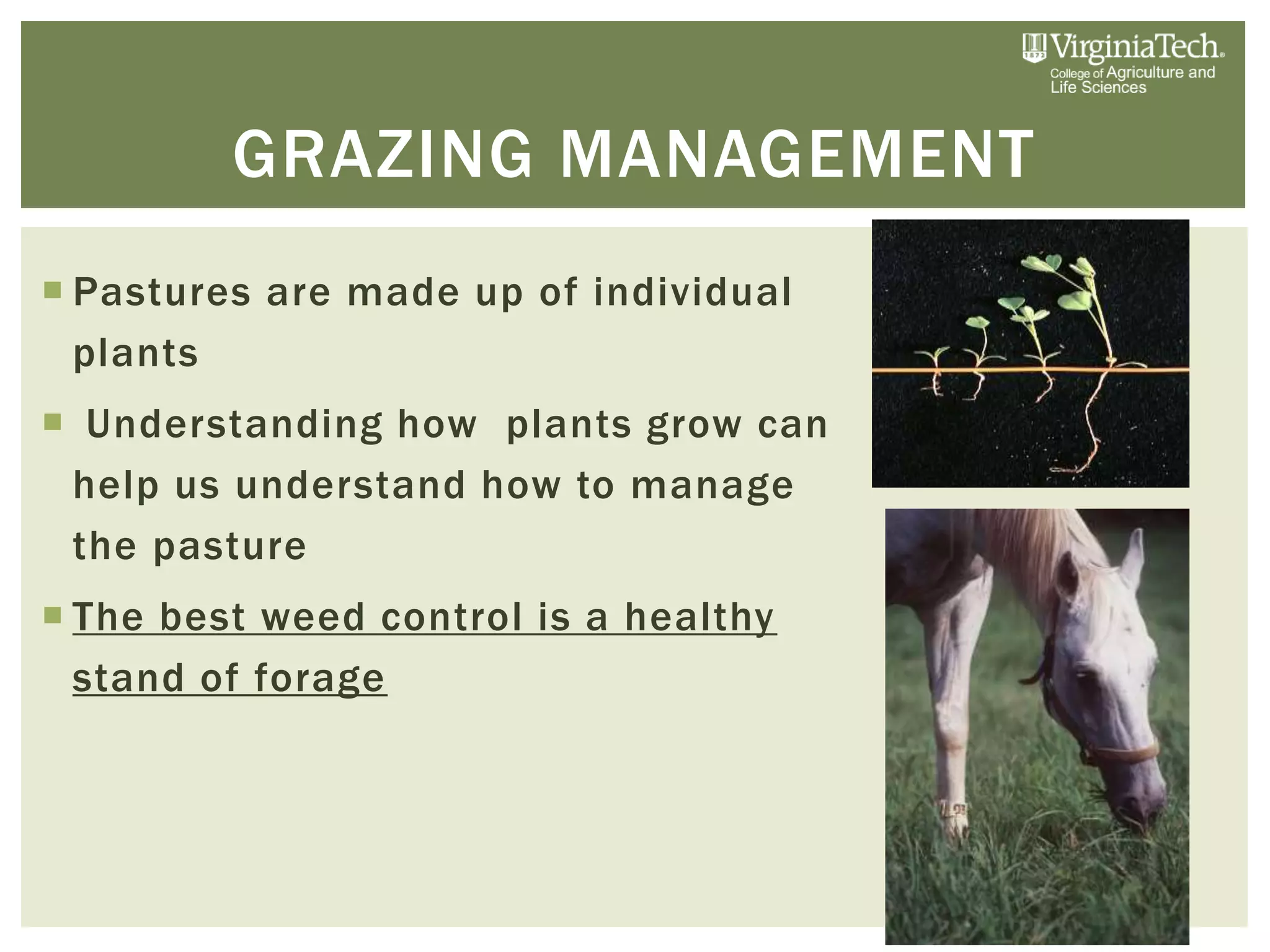 Introduction to Horse Paddock Grazing Systems by Dr. Bridgett McIntosh ...