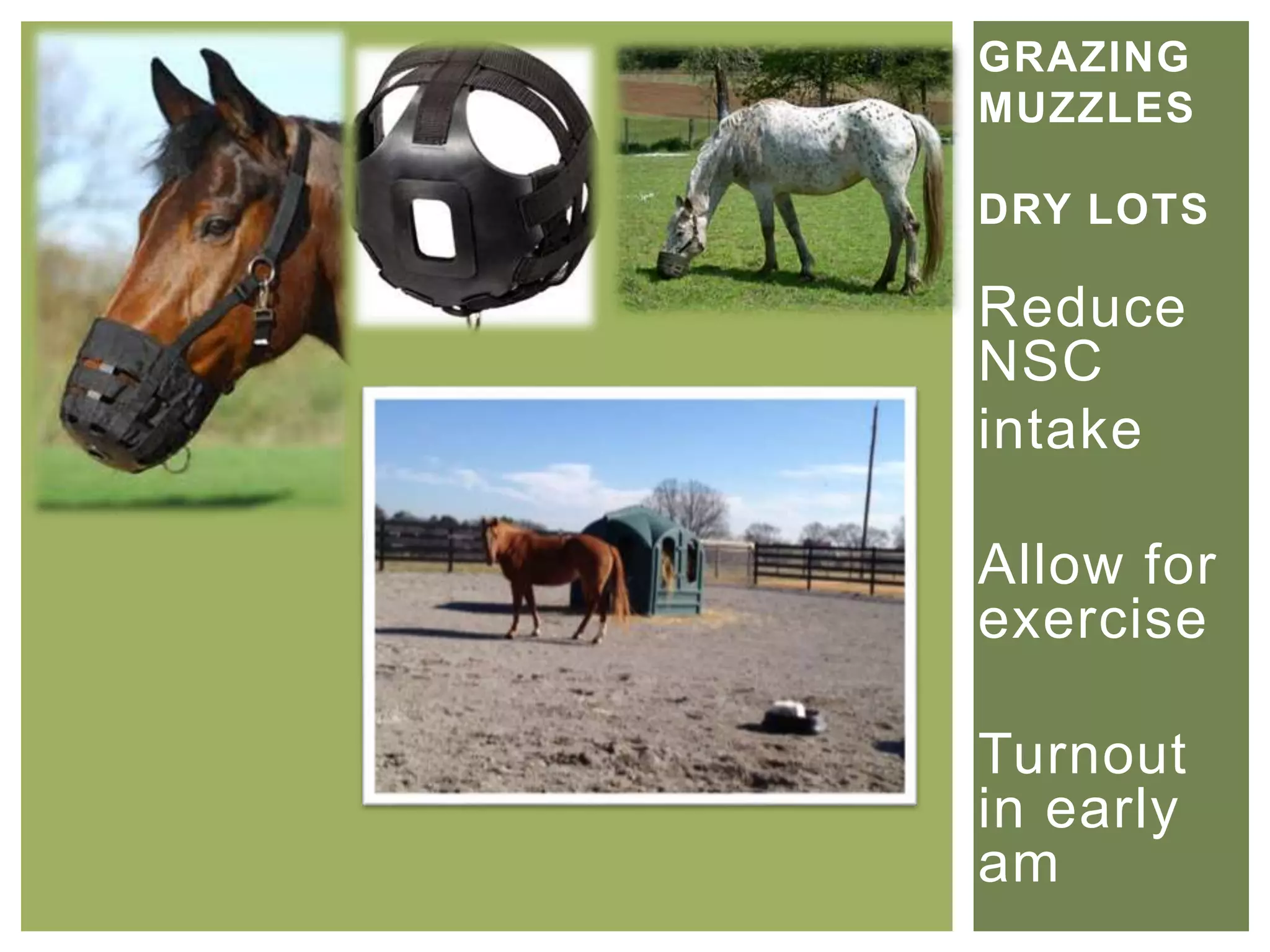 Introduction to Horse Paddock Grazing Systems by Dr. Bridgett McIntosh ...
