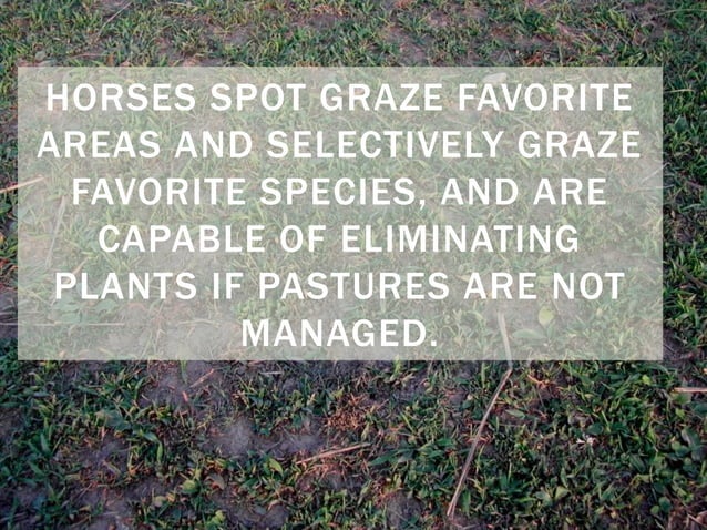 Introduction to Horse Paddock Grazing Systems by Dr. Bridgett McIntosh ...