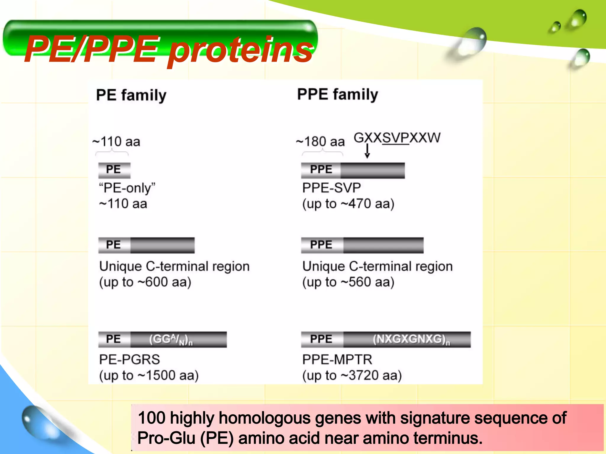 Role of PE proteins of Mycobacterium tuberculosis | PPTX