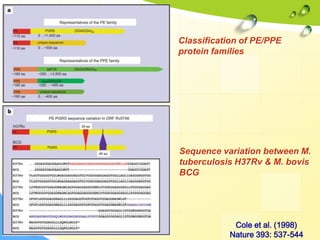 Role of PE proteins of Mycobacterium tuberculosis | PPT