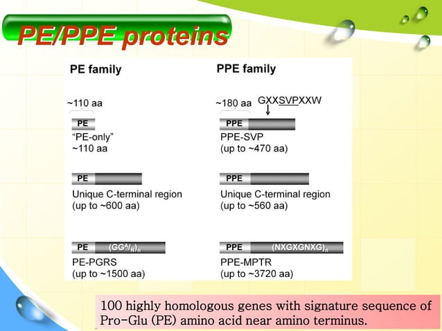PE class proteins of M. tuberculosis | PPT