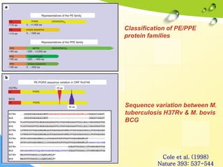 PE class proteins of M. tuberculosis | PDF
