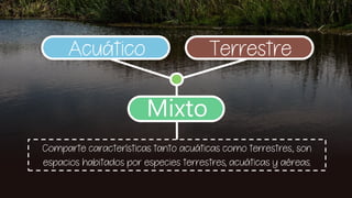 Presentación Ecosistema Mixto - Humedales y litorales | PPTX