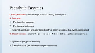 Pectic enzymes | PPTX