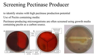 Pectinolytic enzymes like Pectinase.pptx