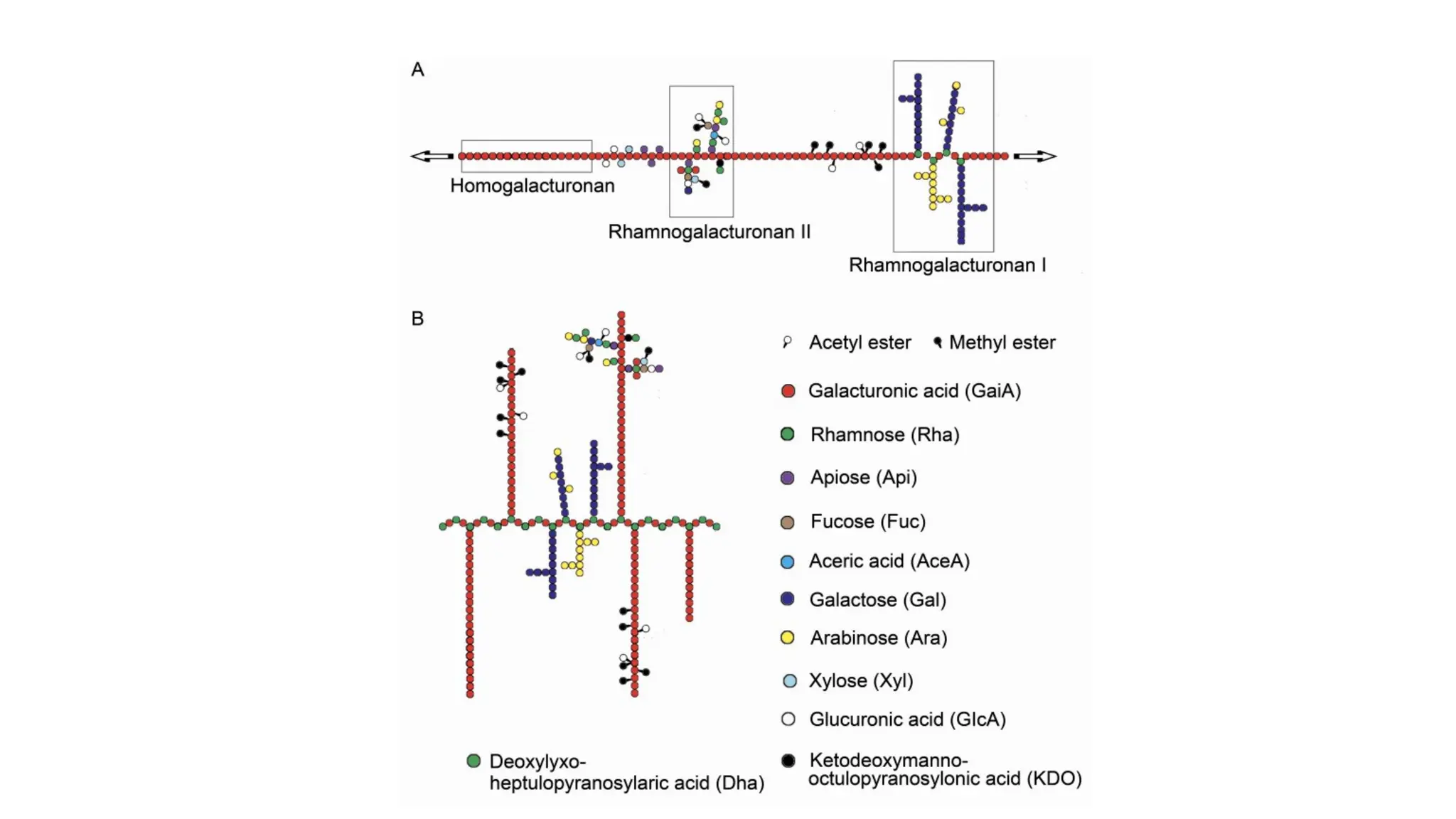 Pectinase: introduction and description.pptx