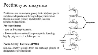 Pectinase: introduction and description.pptx