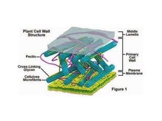 Pectin dietary fiber | PPT