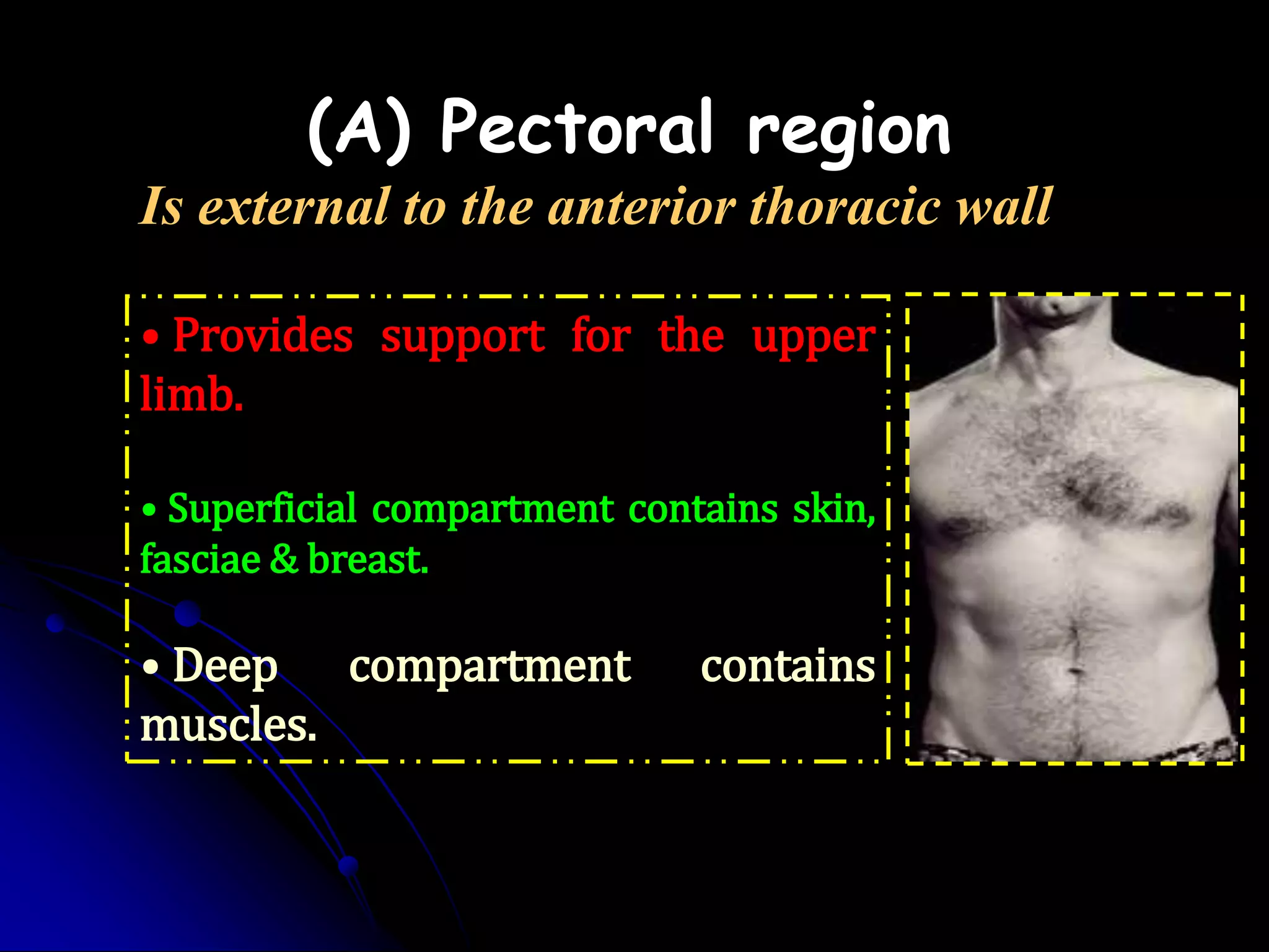 pectoral &breast 2.pptx