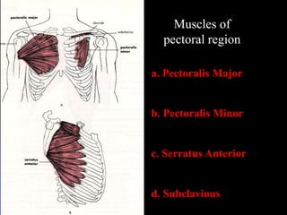 pectoral &breast 2.pptx