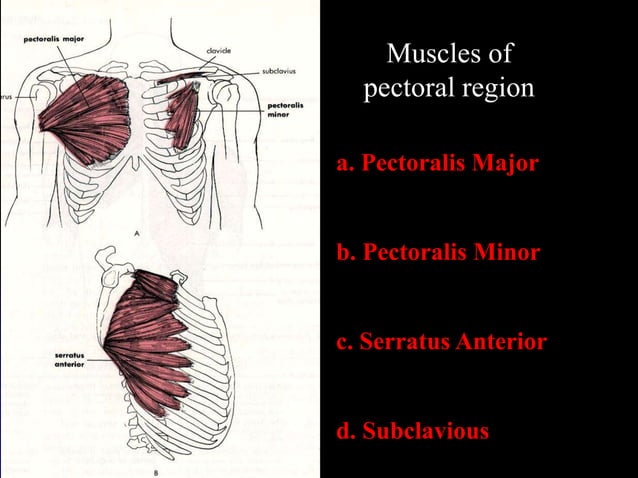 pectoral &breast 2.pptx