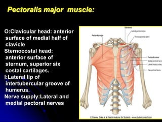 pectoral &breast 2.pptx