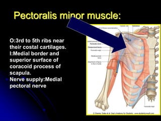 pectoral &breast 2.pptx