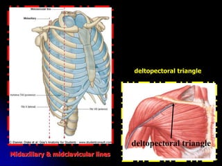 pectoral &breast 2.pptx