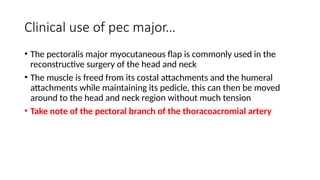 pectoral girdle and breast anatomy .pptx