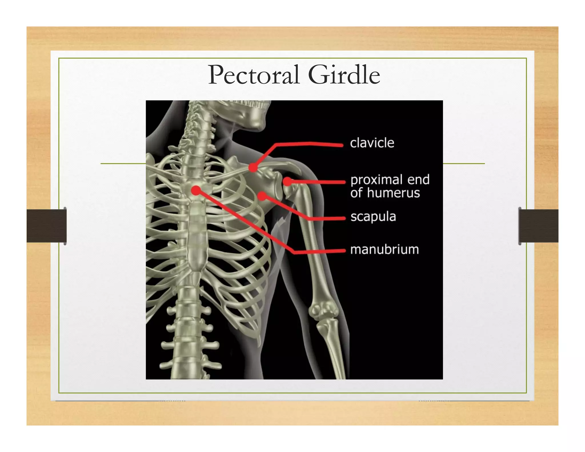 Pectoral girdle from anatomy to orthopedics | PDF