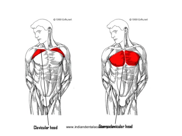 Flap Pectoralis Major Sternal Blood Supply Reconstruction Muscle ...