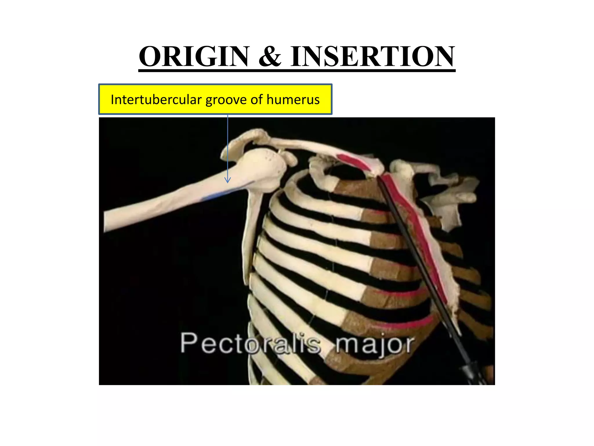 Pectoralis Major Myocutaneous Flap in Head and Neck Reconstruction | PPTX