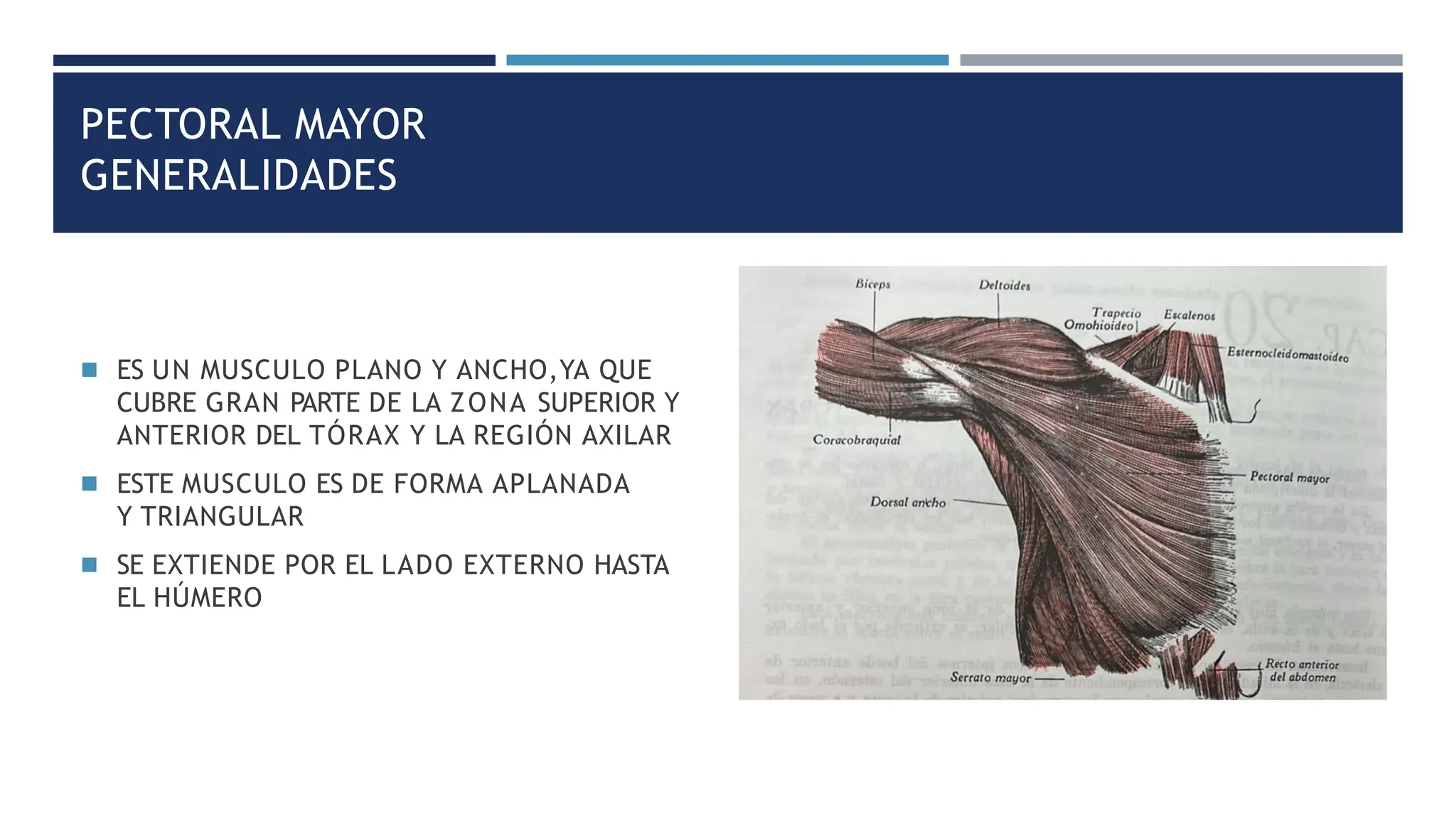 MUSCULOS DEL PECTORAL MAYOR presentacion.pptx