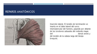 MUSCULOS DEL PECTORAL MAYOR presentacion.pptx