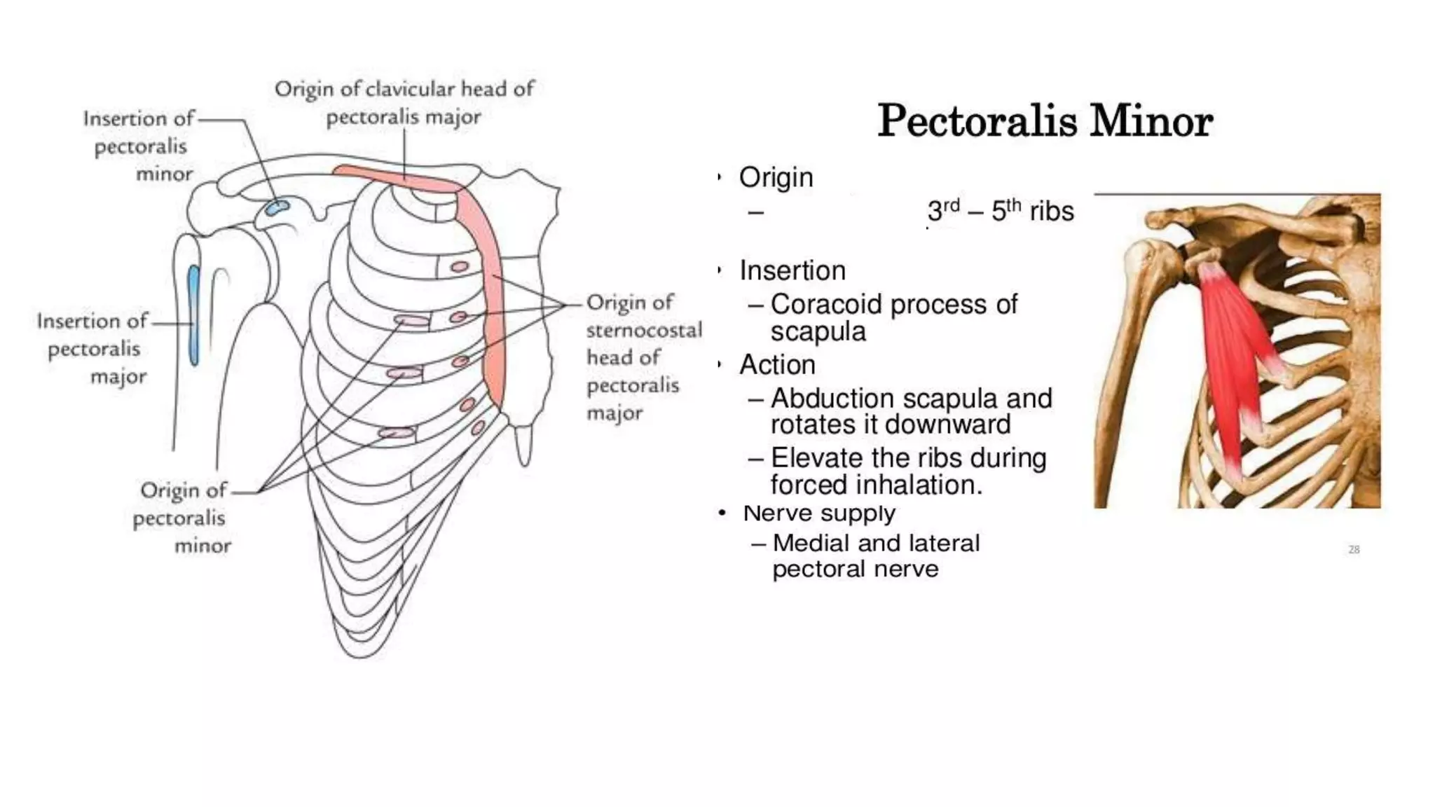 Pectoral region | PPTX