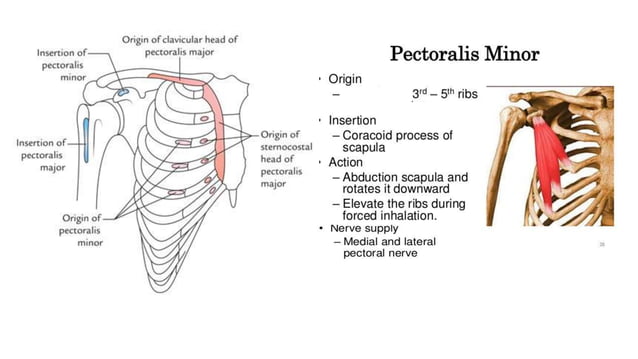 Pectoral region | PPTX
