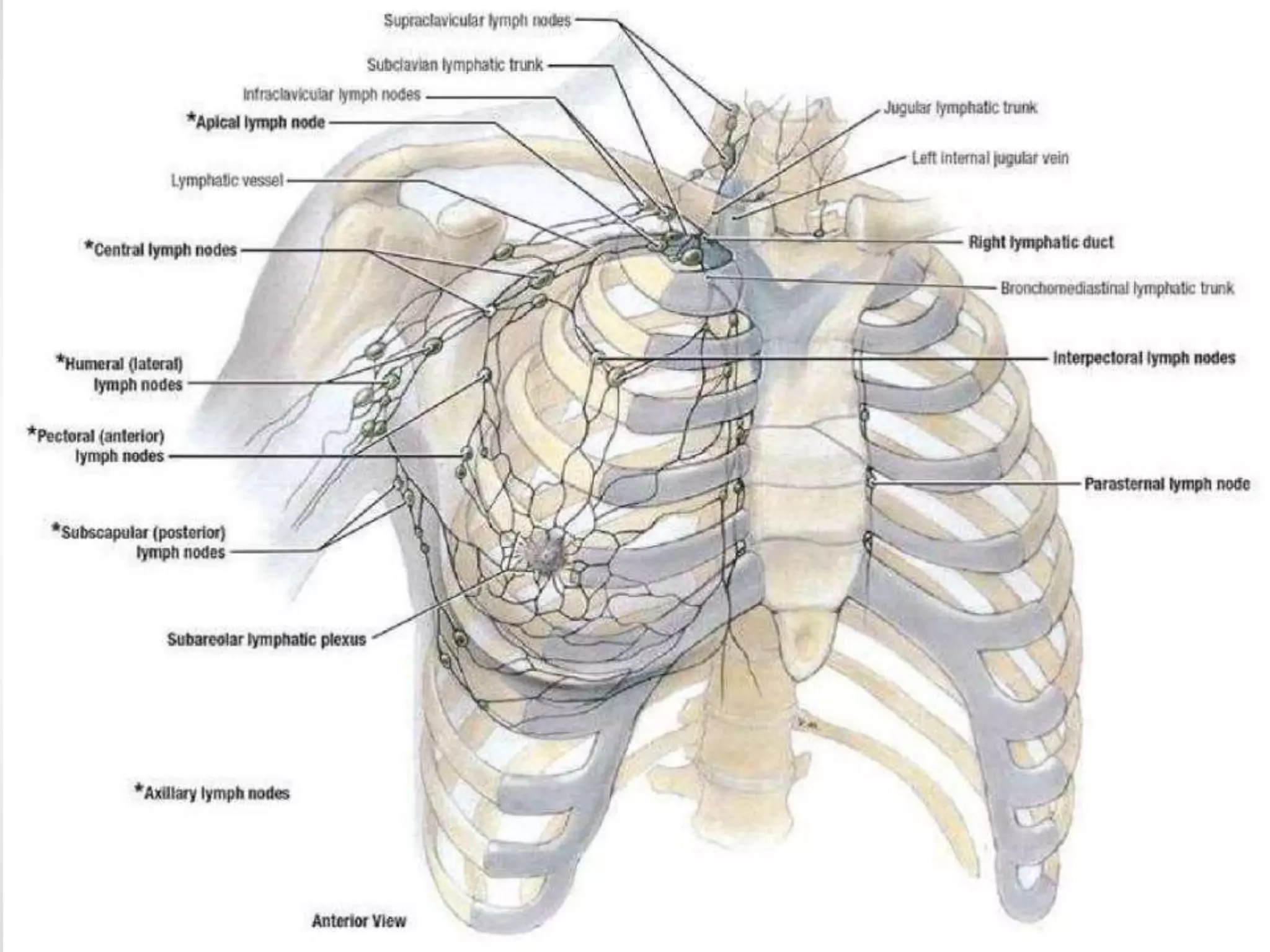 Pectoral region | PPTX