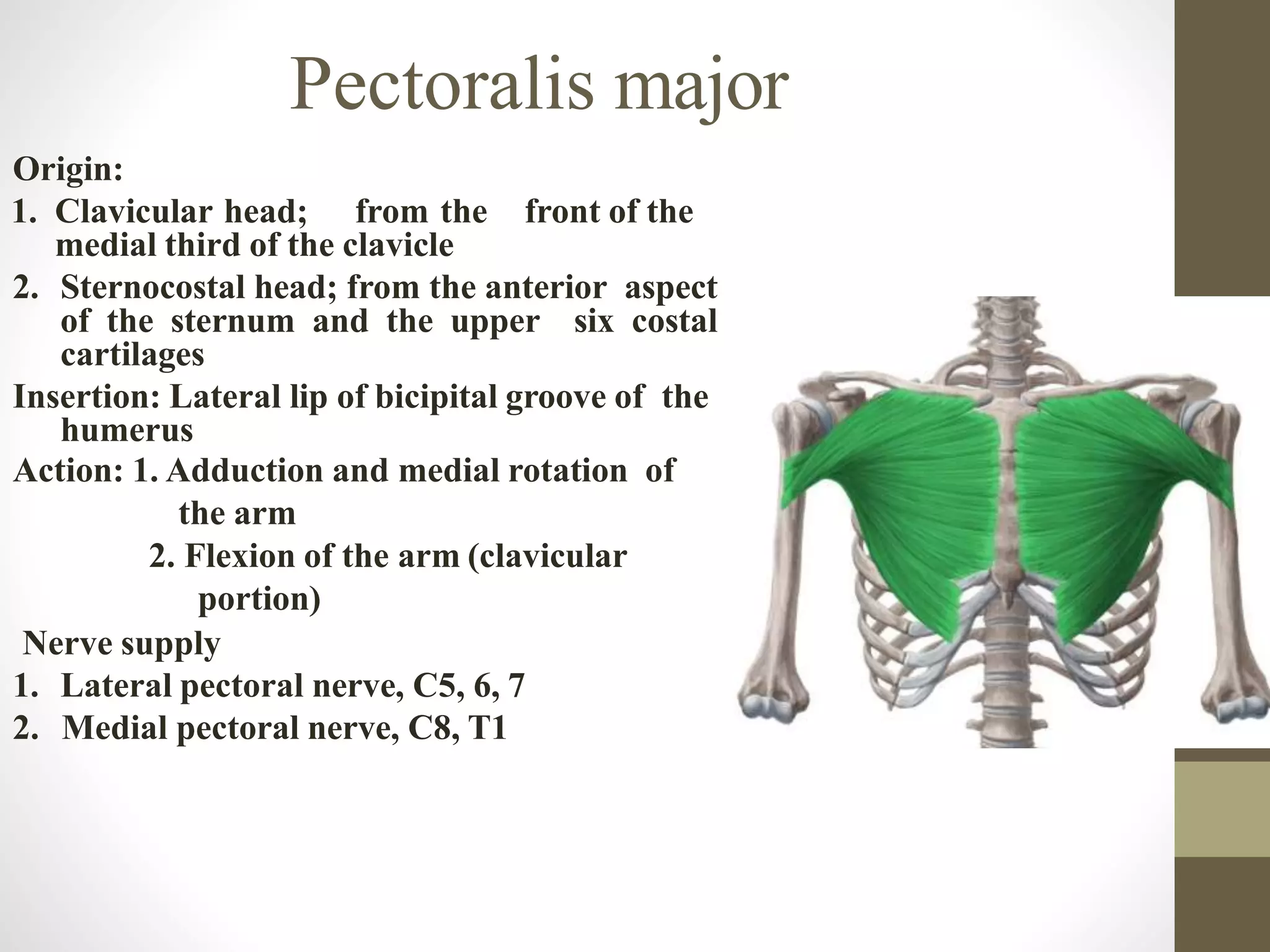 Pectoral region | PPTX