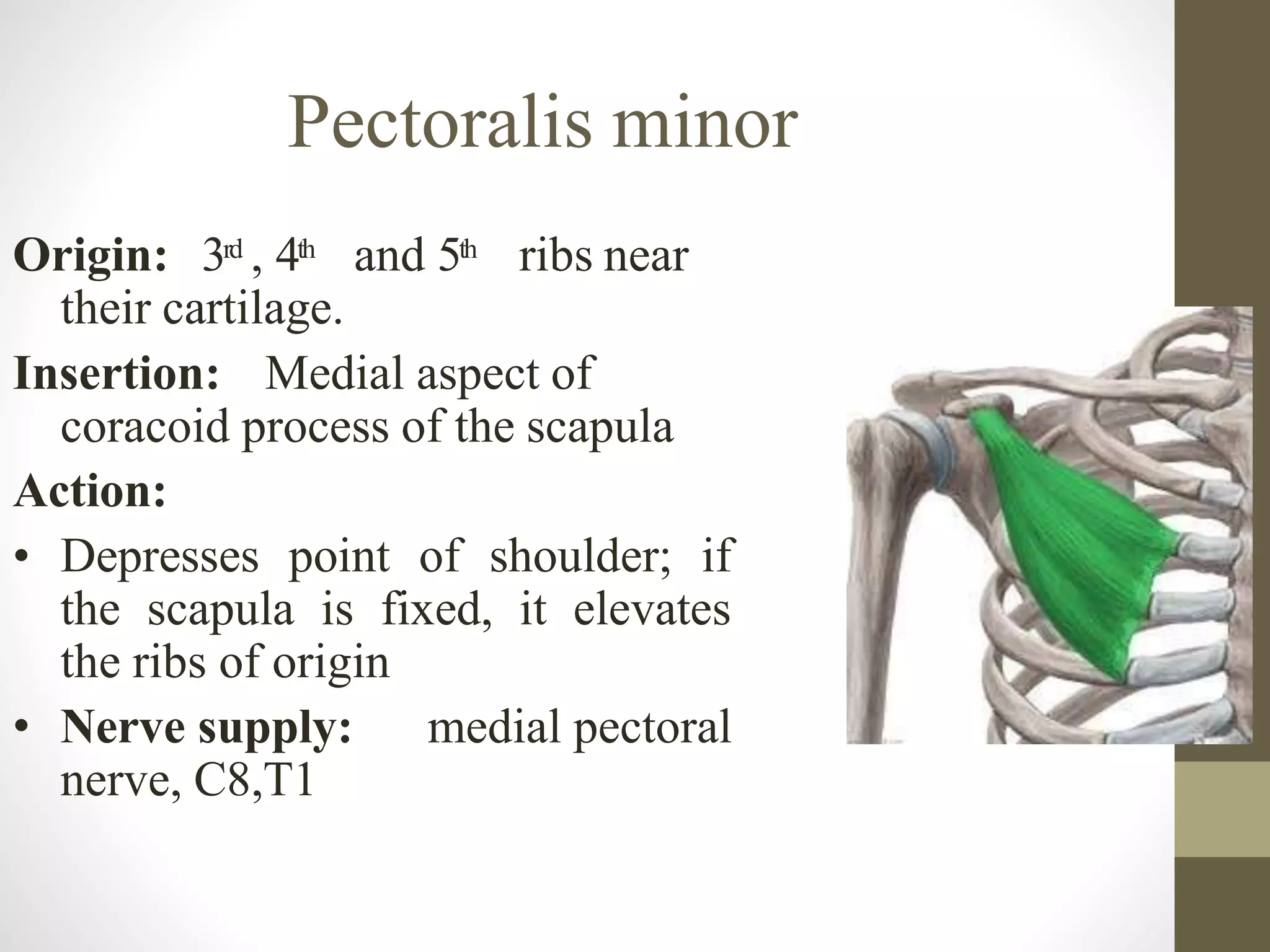 Pectoral region | PPTX