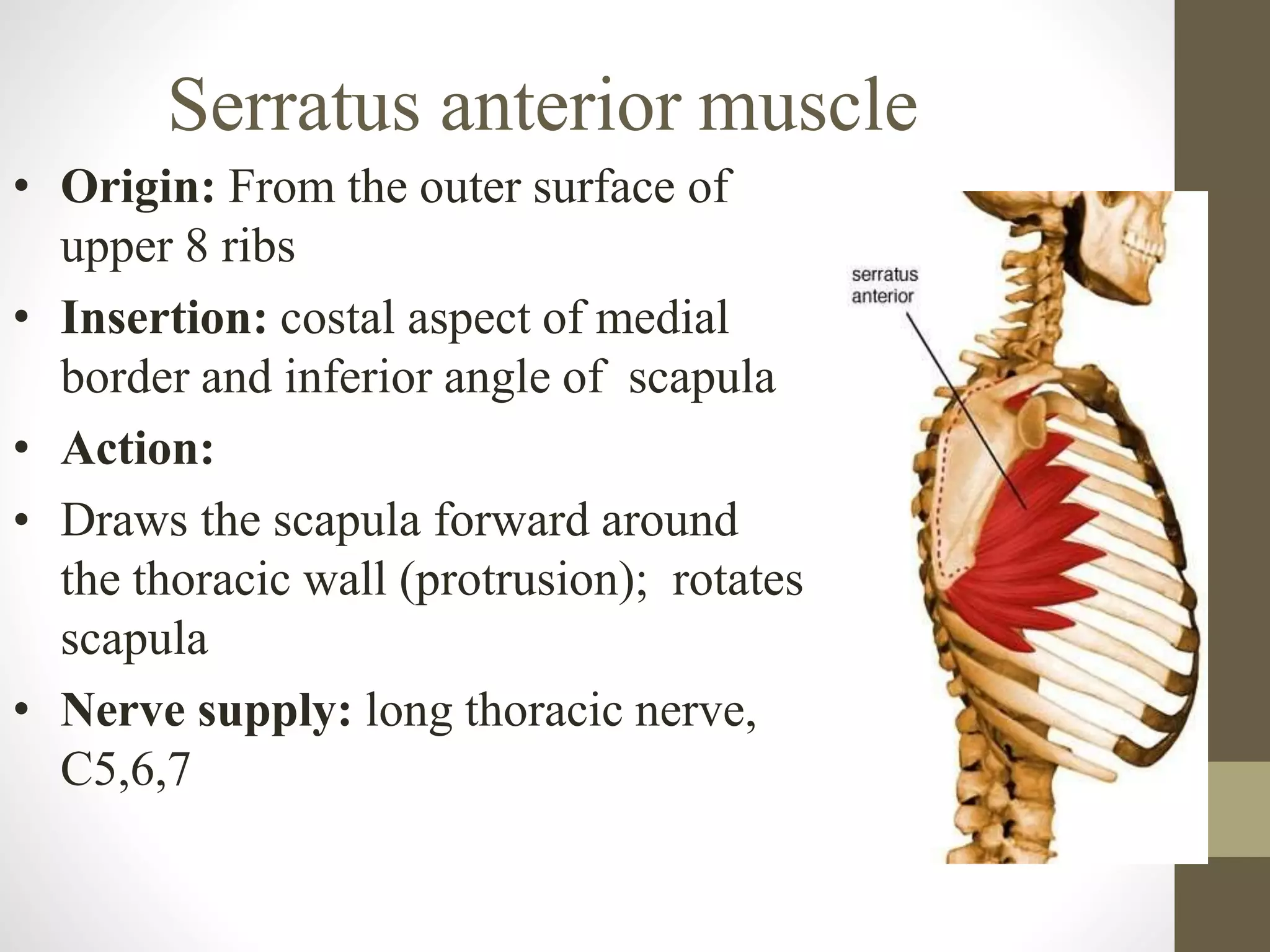 Pectoral region | PPTX