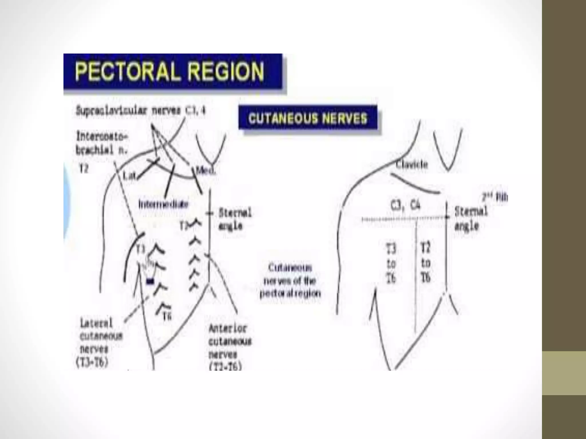 Pectoral region | PPTX