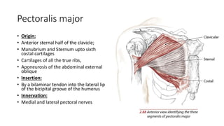 Pectoral region | PPTX