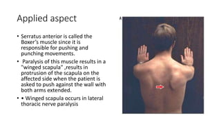 Pectoral region | PPTX