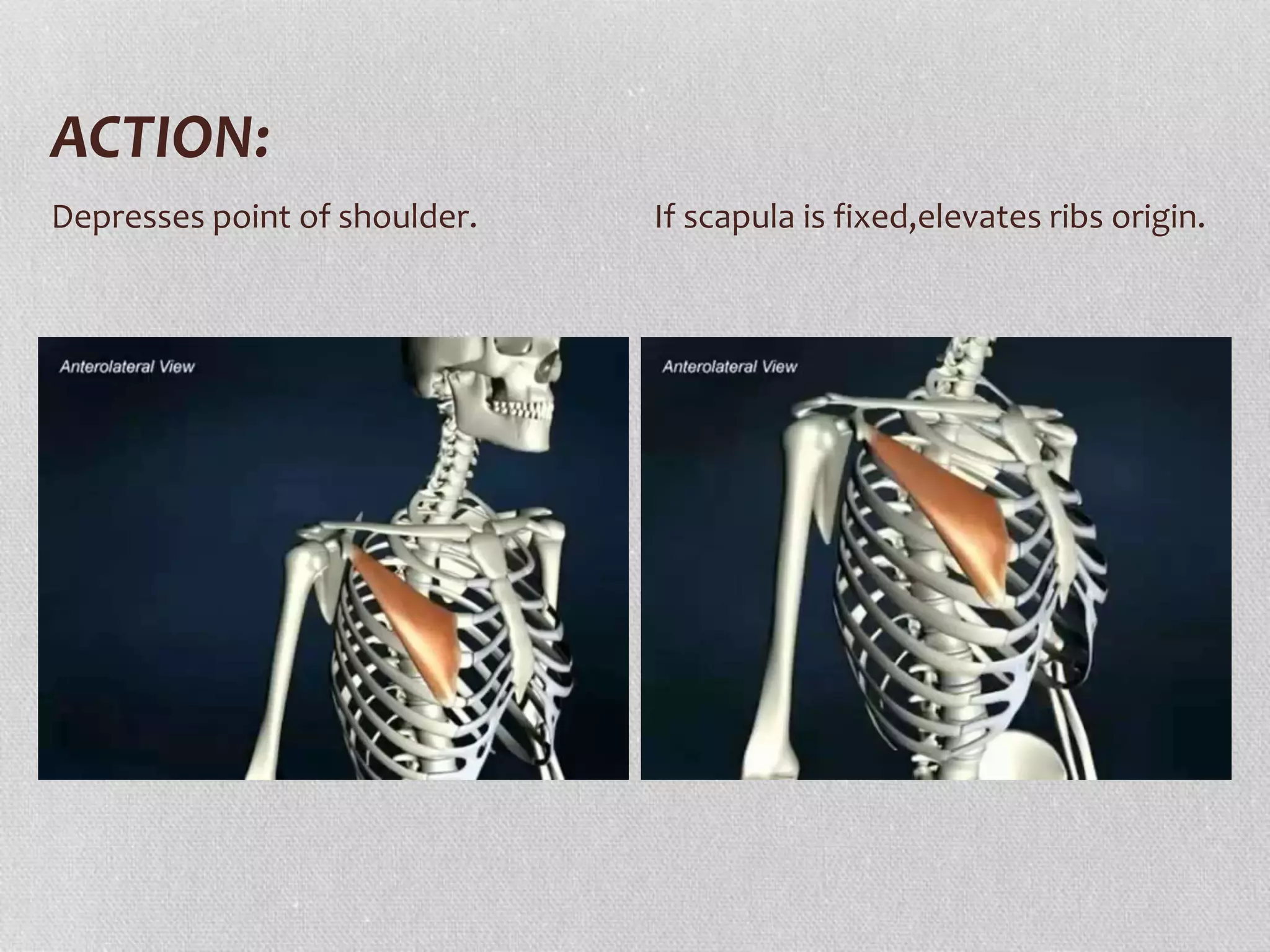 Pectoral region | PPTX