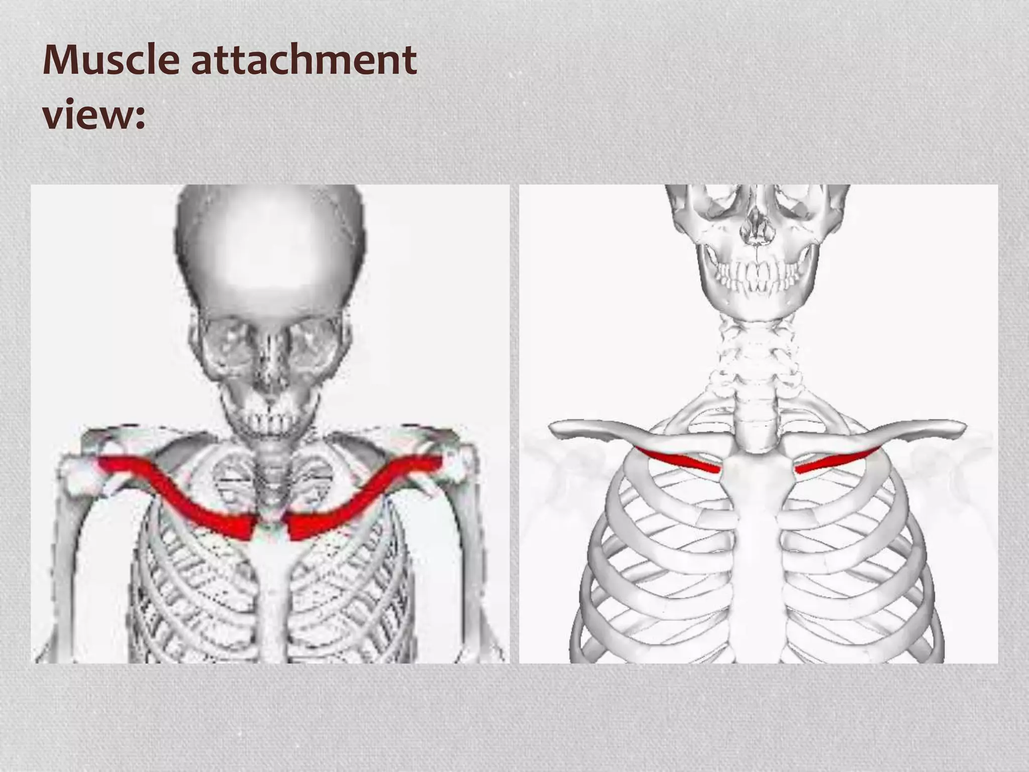 Pectoral region | PPTX