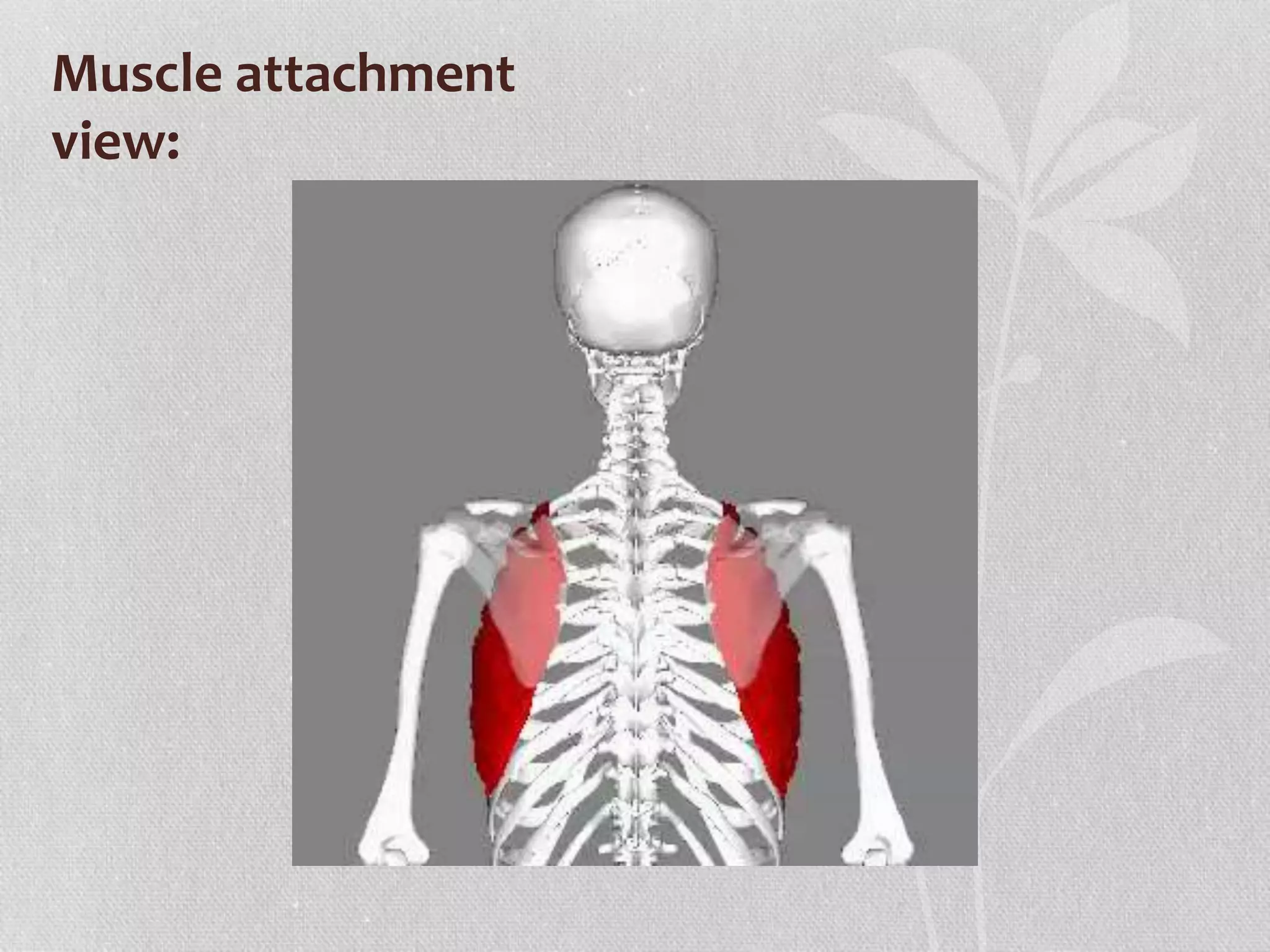 Pectoral region | PPTX