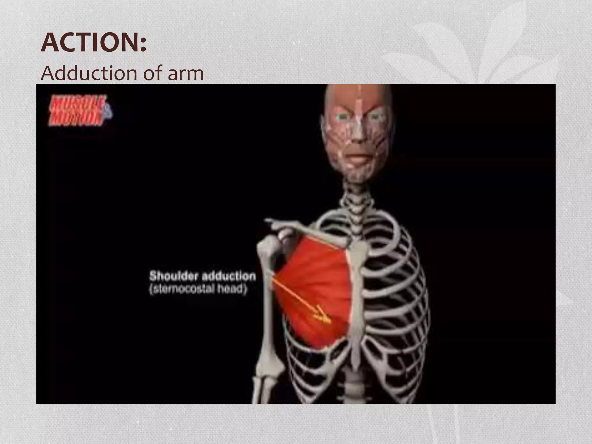 Pectoral region | PPTX