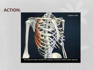 Pectoral region | PPTX