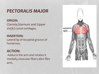 Pectoral region | PPTX