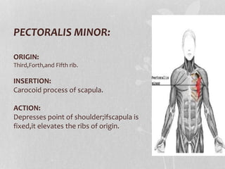 Pectoral region | PPTX